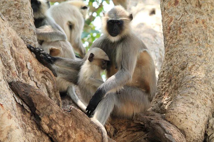 A Rickshaw Tour of Chittorgarh Fort, India - Jonistravelling